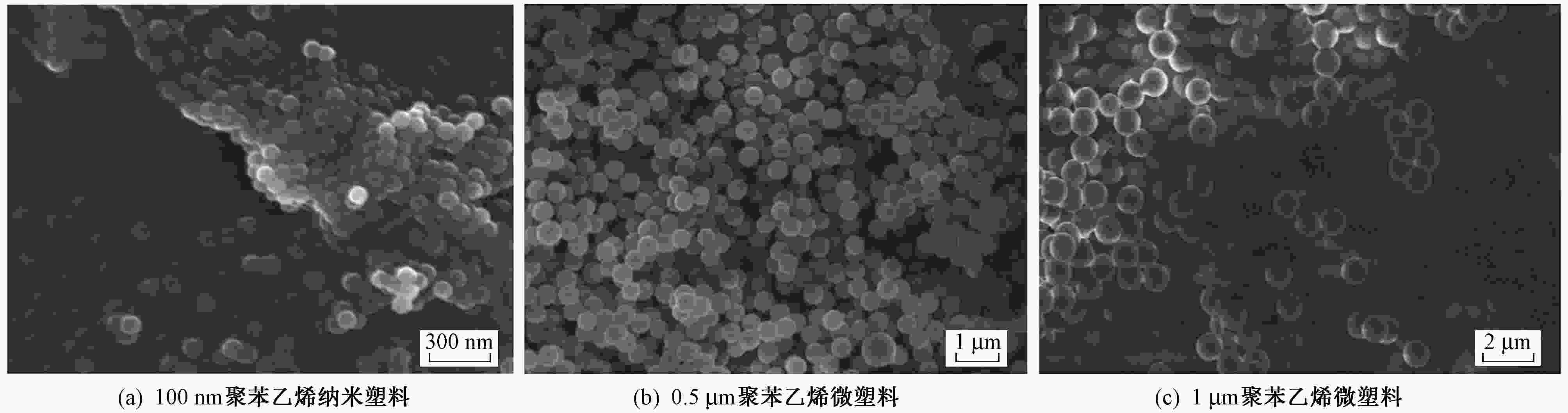 Effects Of Polystyrene Microplastics And Nanoplastics On Sexual