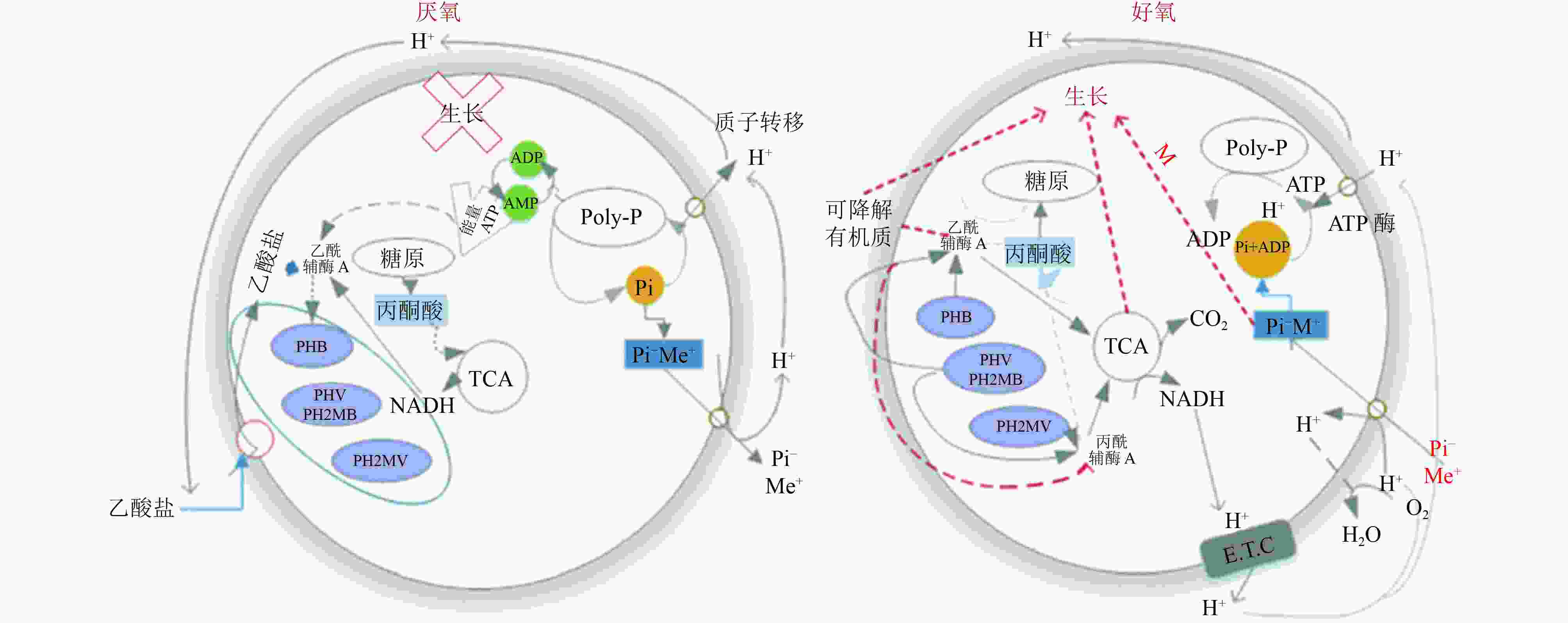 PAO Phylogenetic Diversity in Activated Sludge and Its Contribution to ...