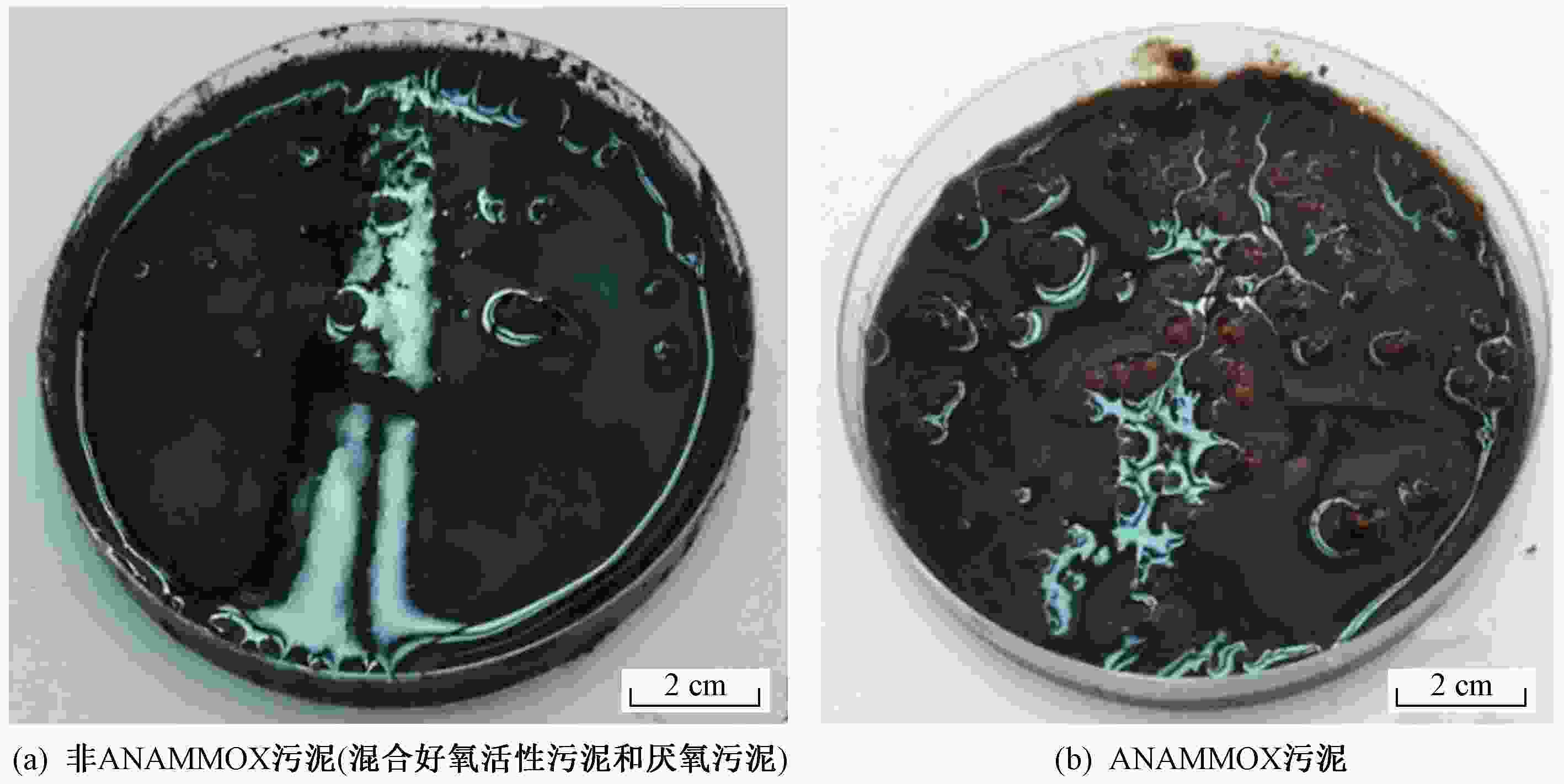 复合填料ANAMMOX系统脱氮效能及微生物群落研究