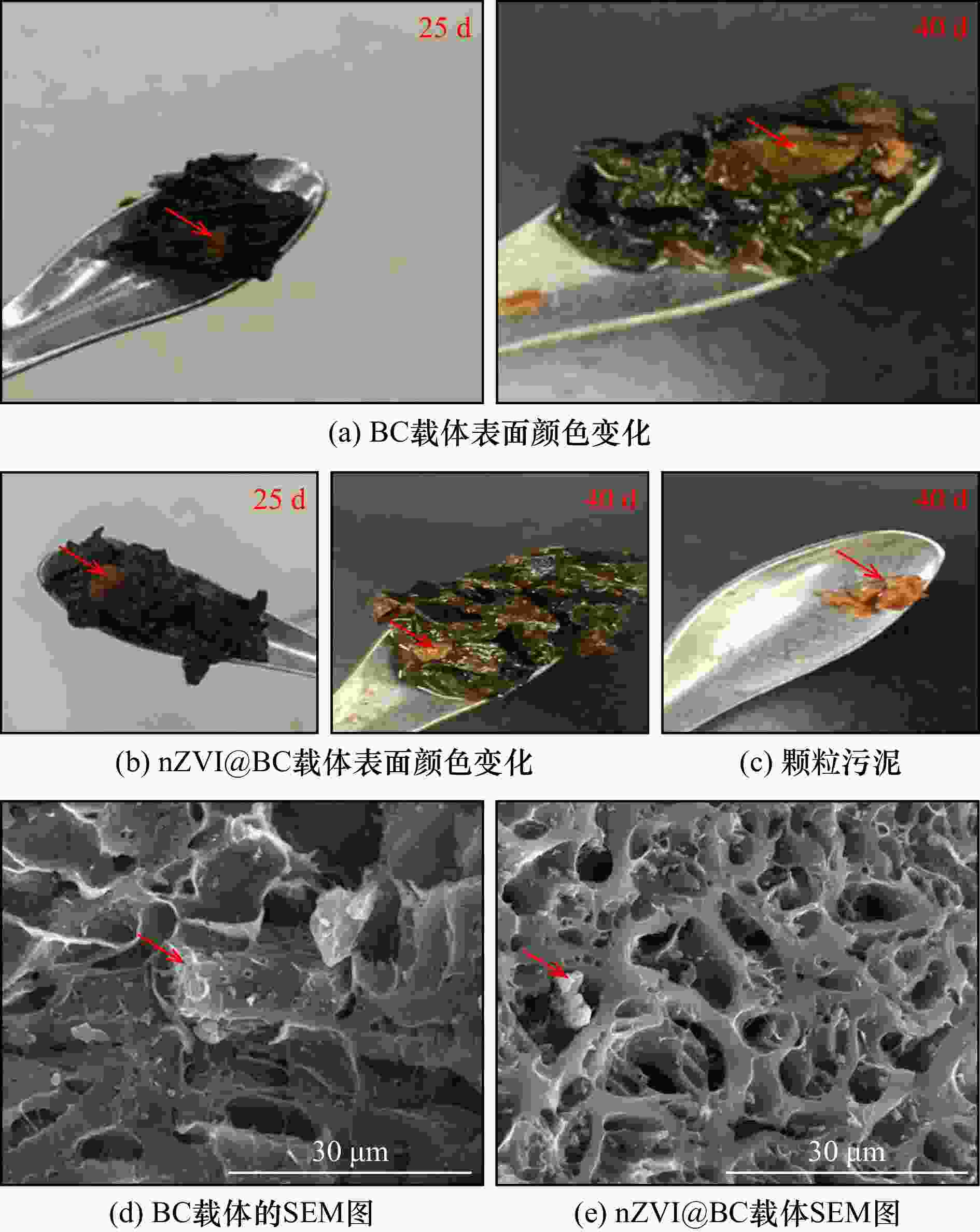 纳米铁改性生物炭载体强化厌氧氨氧化菌富集与脱氮效果研究